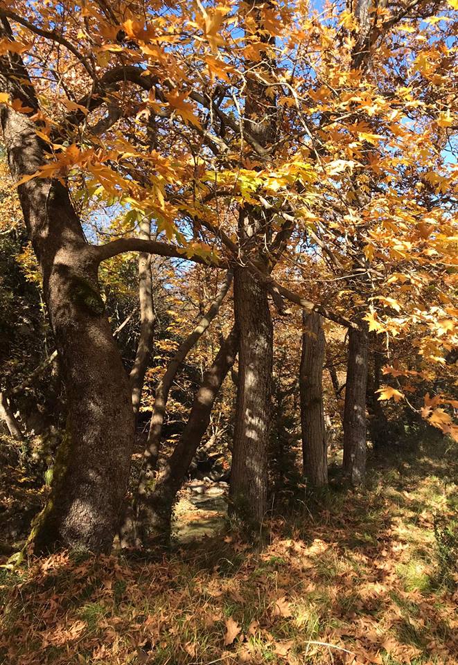 Σ.Π.Ο.Κ. ”Ο Ευκλής”: Περπατά στο 4ο τμήμα του Menalon Trail – Taklin.gr